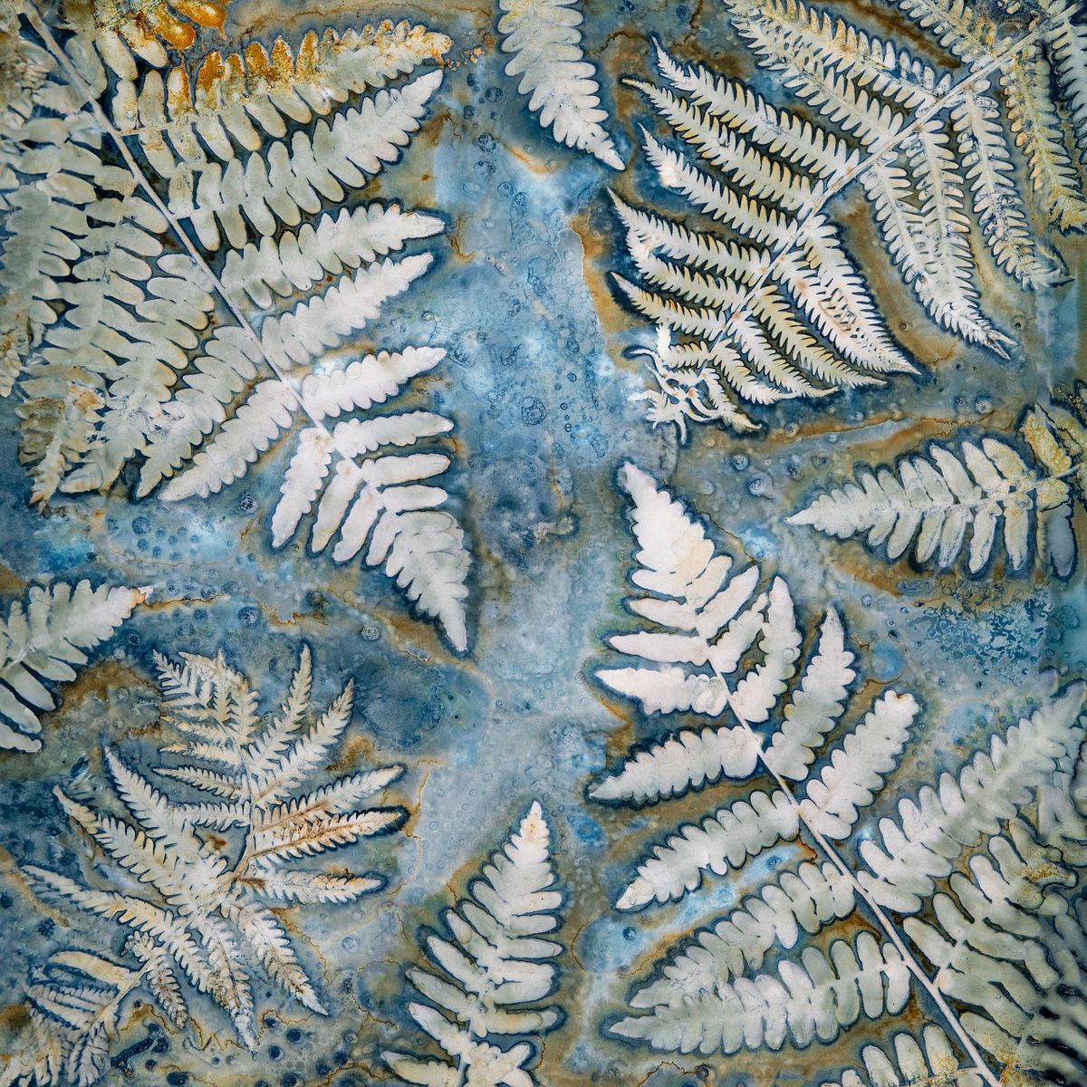 CYANOTYPES - ALTERNATIVE PHOTOGRAPHY